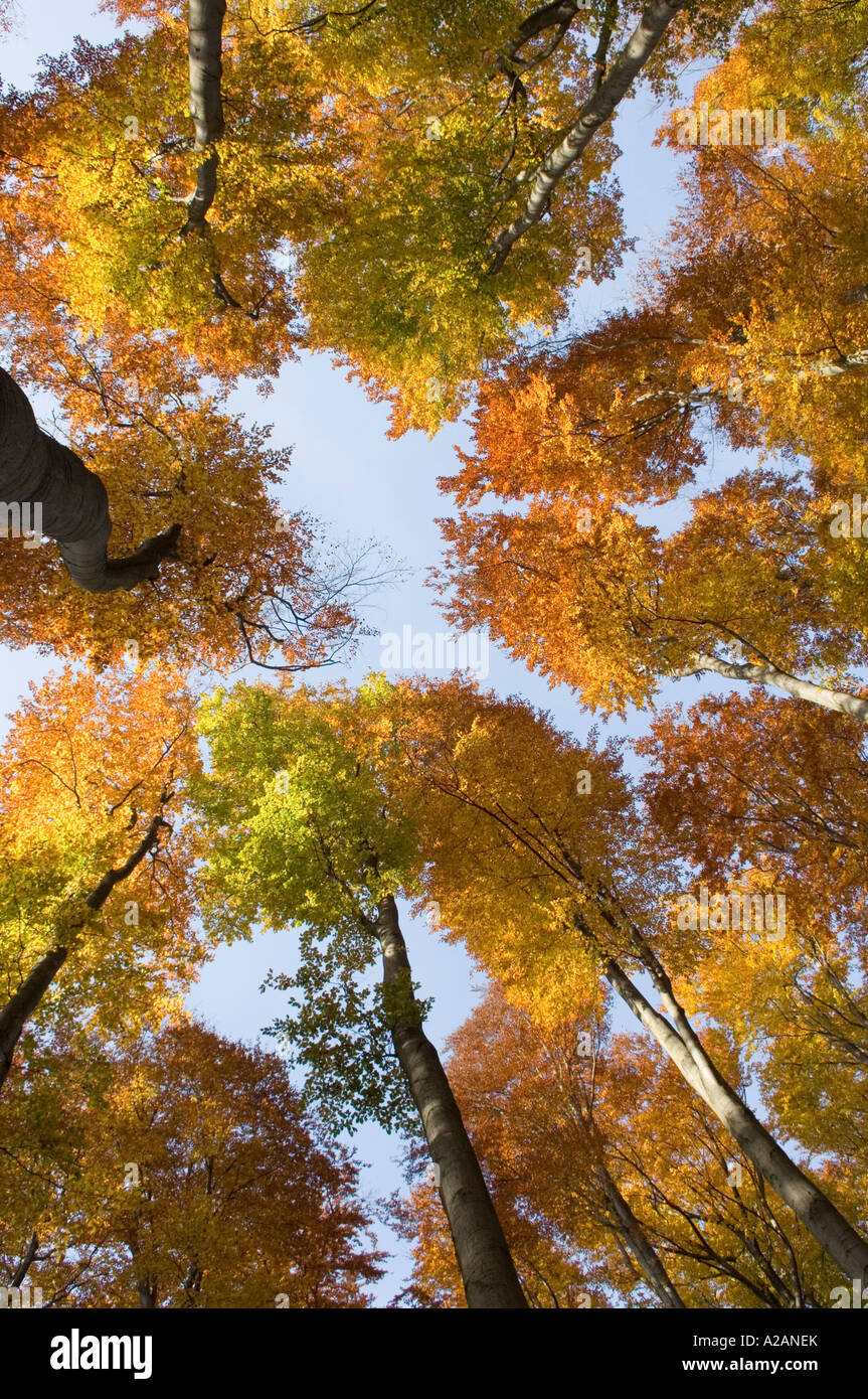 forest in autumn, red beech, fagus sylvatica Stock Photo - Alamy