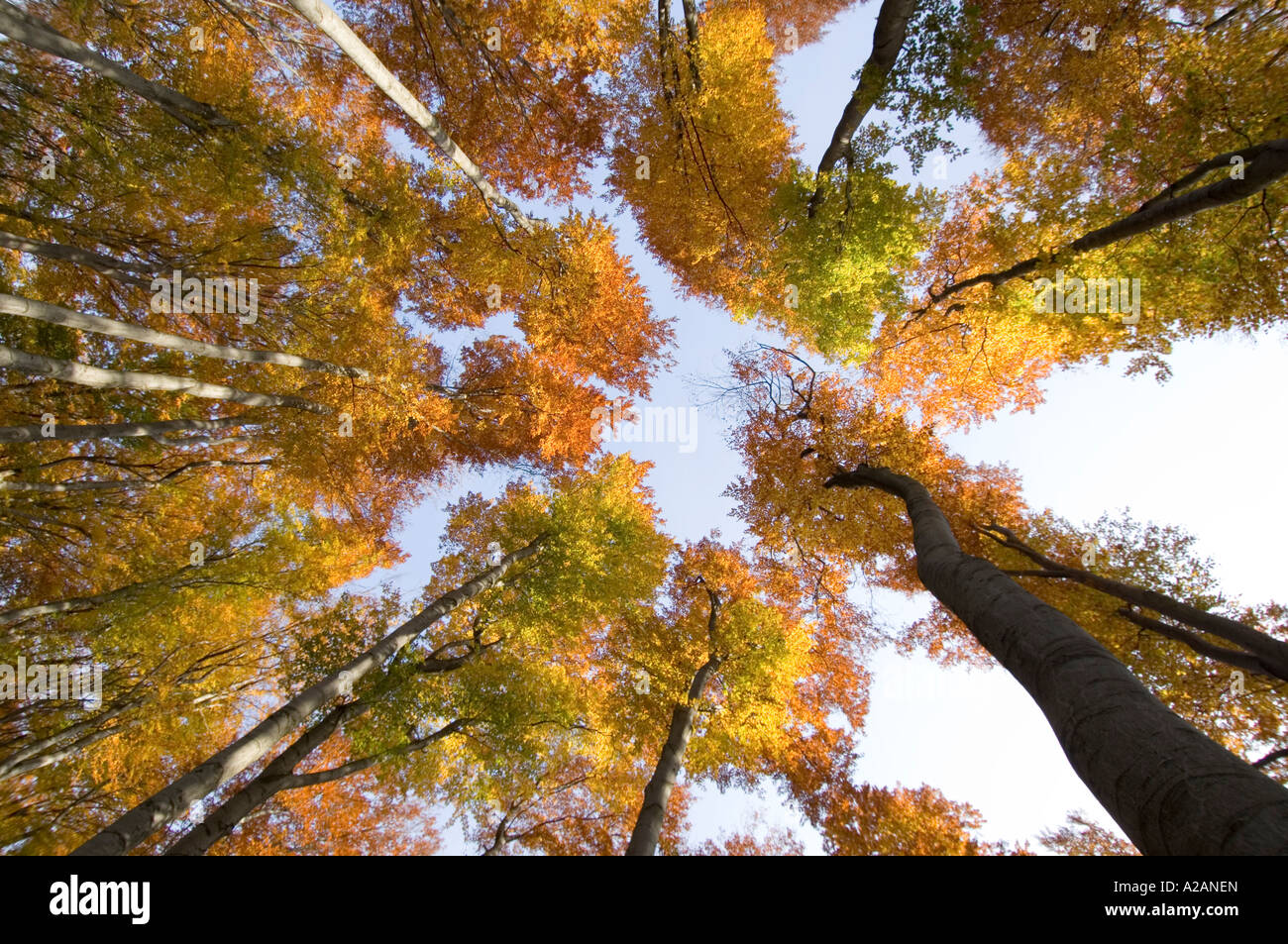 forest in autumn, red beech, fagus sylvatica Stock Photo - Alamy