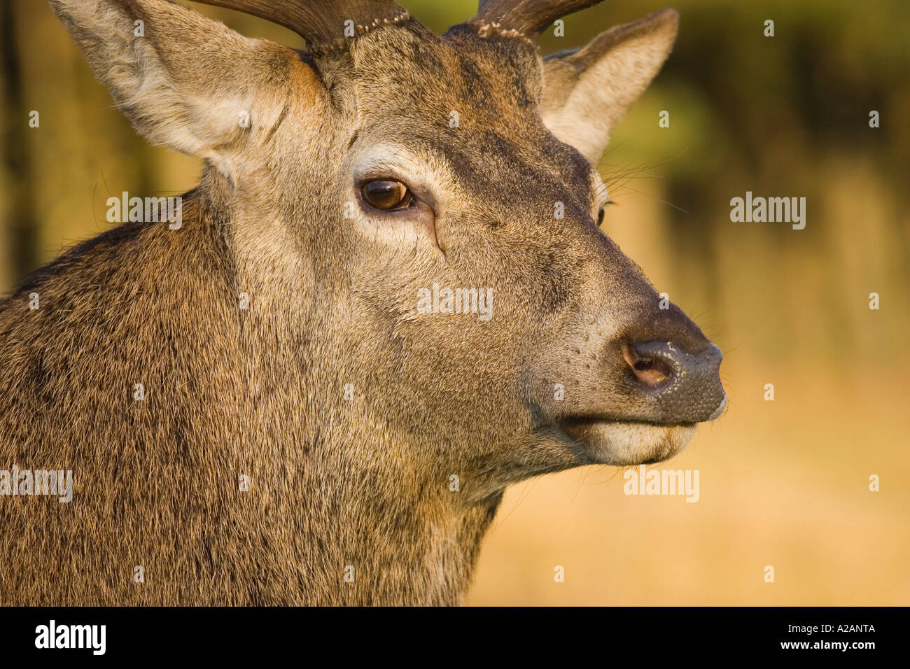 Head detail, Red Deer stag Scotland uk Stock Photo - Alamy