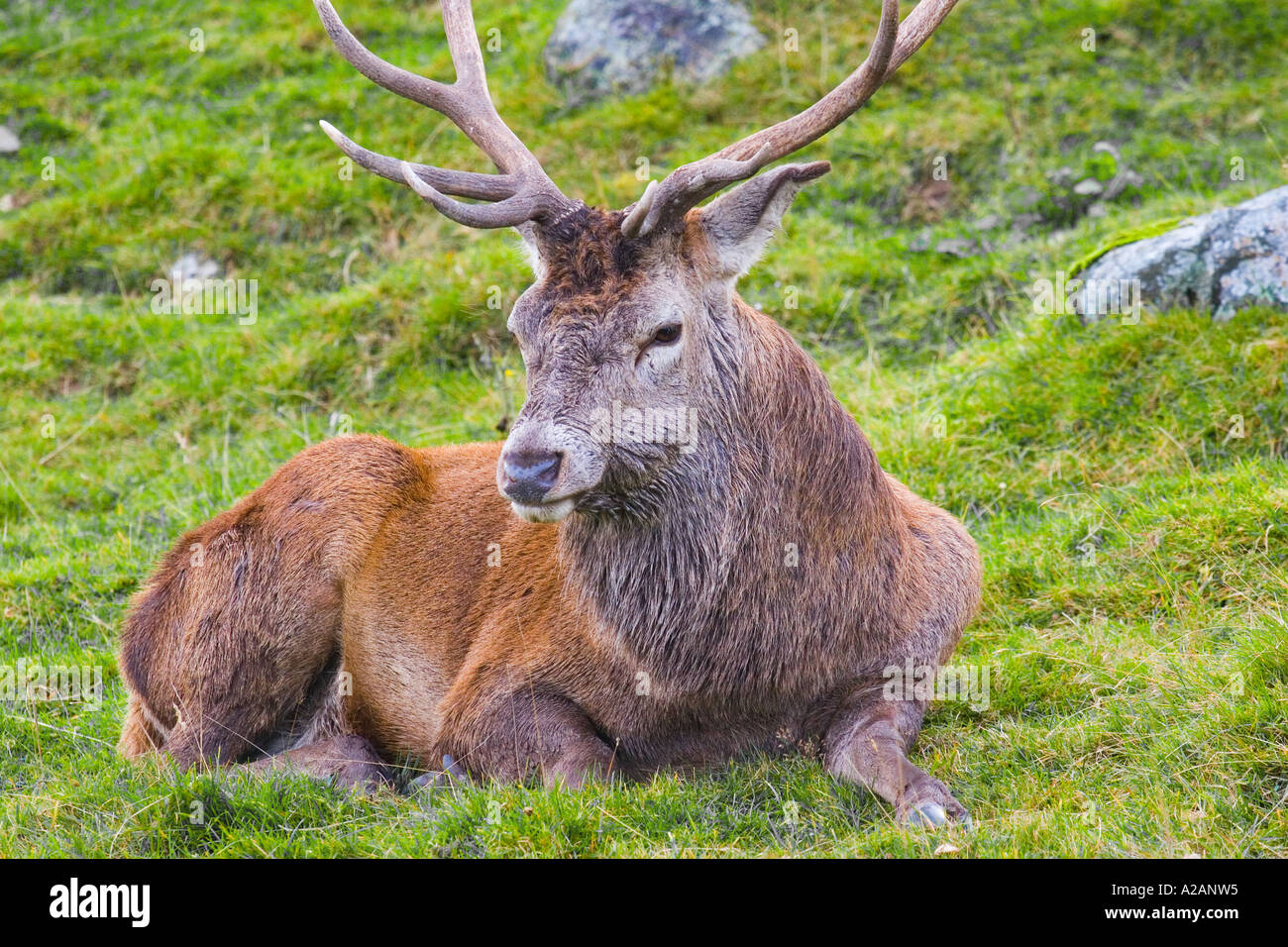 Red Deer stag with Antlers, Scotland uk Stock Photo - Alamy