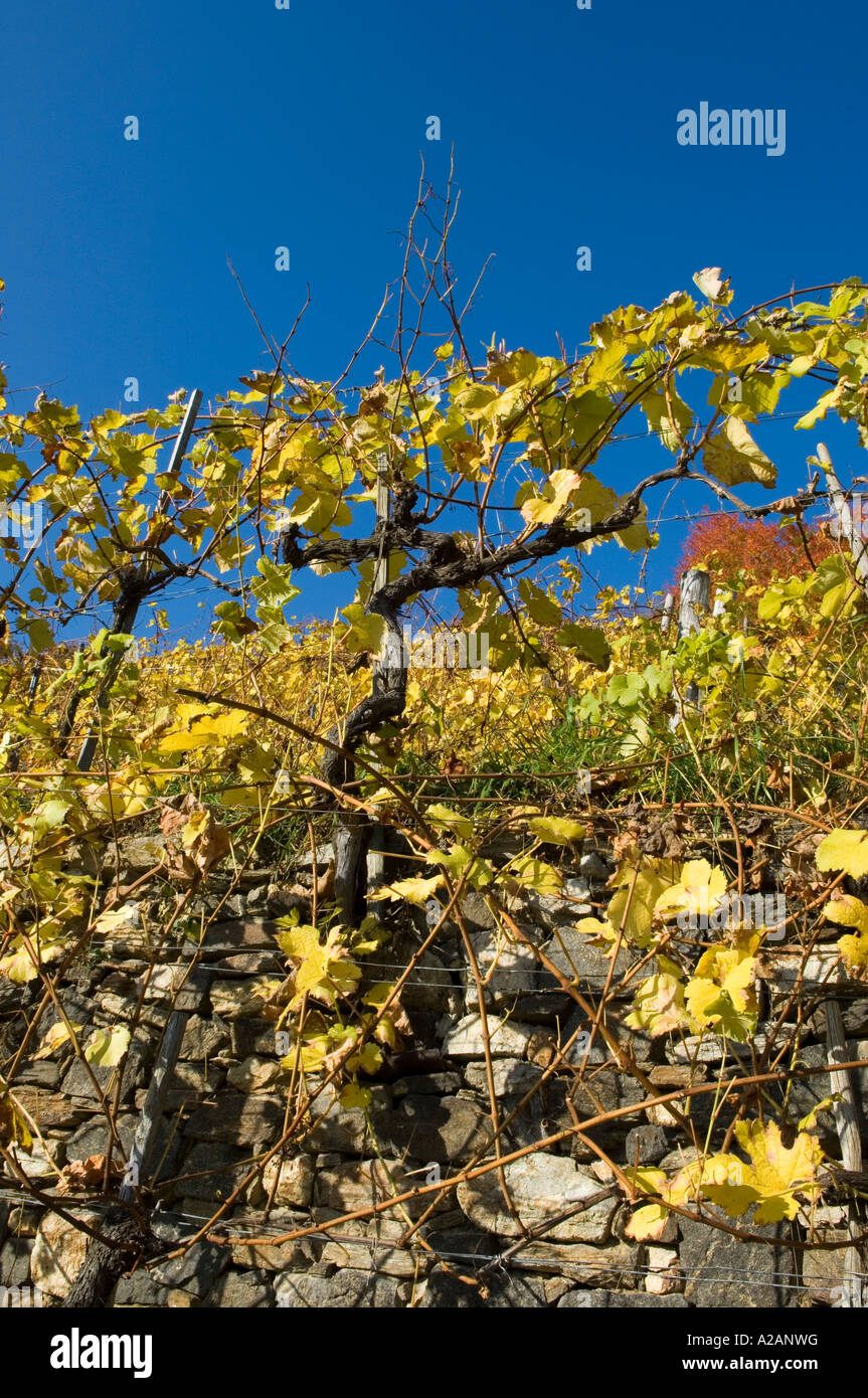 Grape vine growing on wall hi-res stock photography and images - Alamy