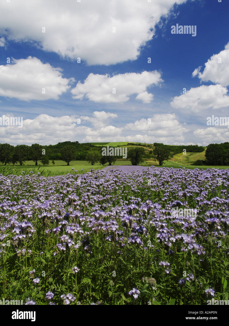 violet flowers on field Stock Photo - Alamy