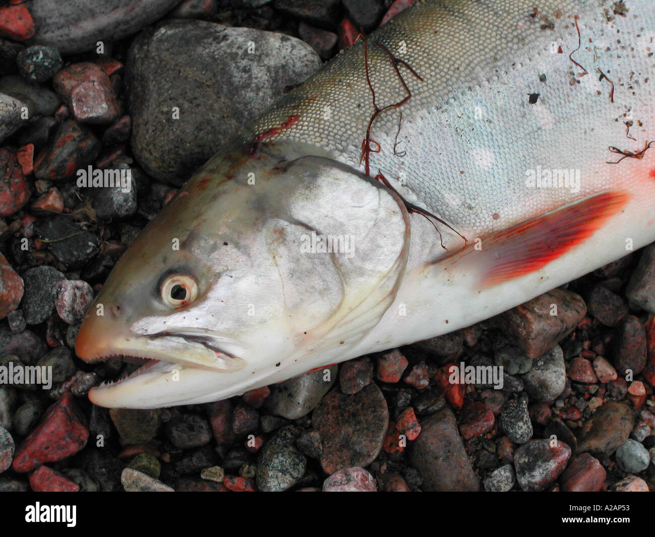 fish on the beach fishing baffin Island Stock Photo - Alamy