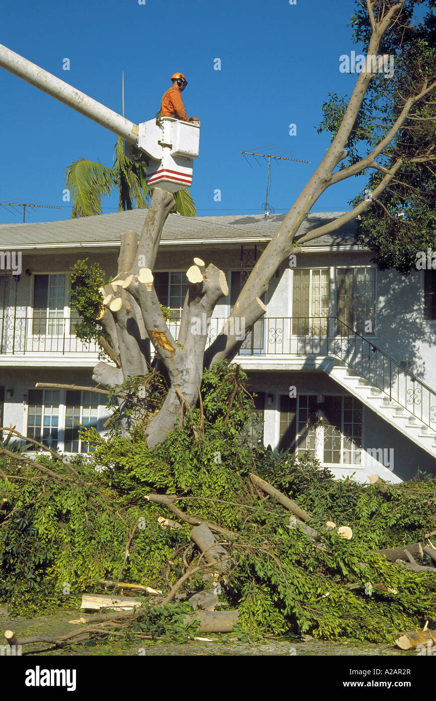 Los Angeles Street Services performing tree removal due to sidewalk ...