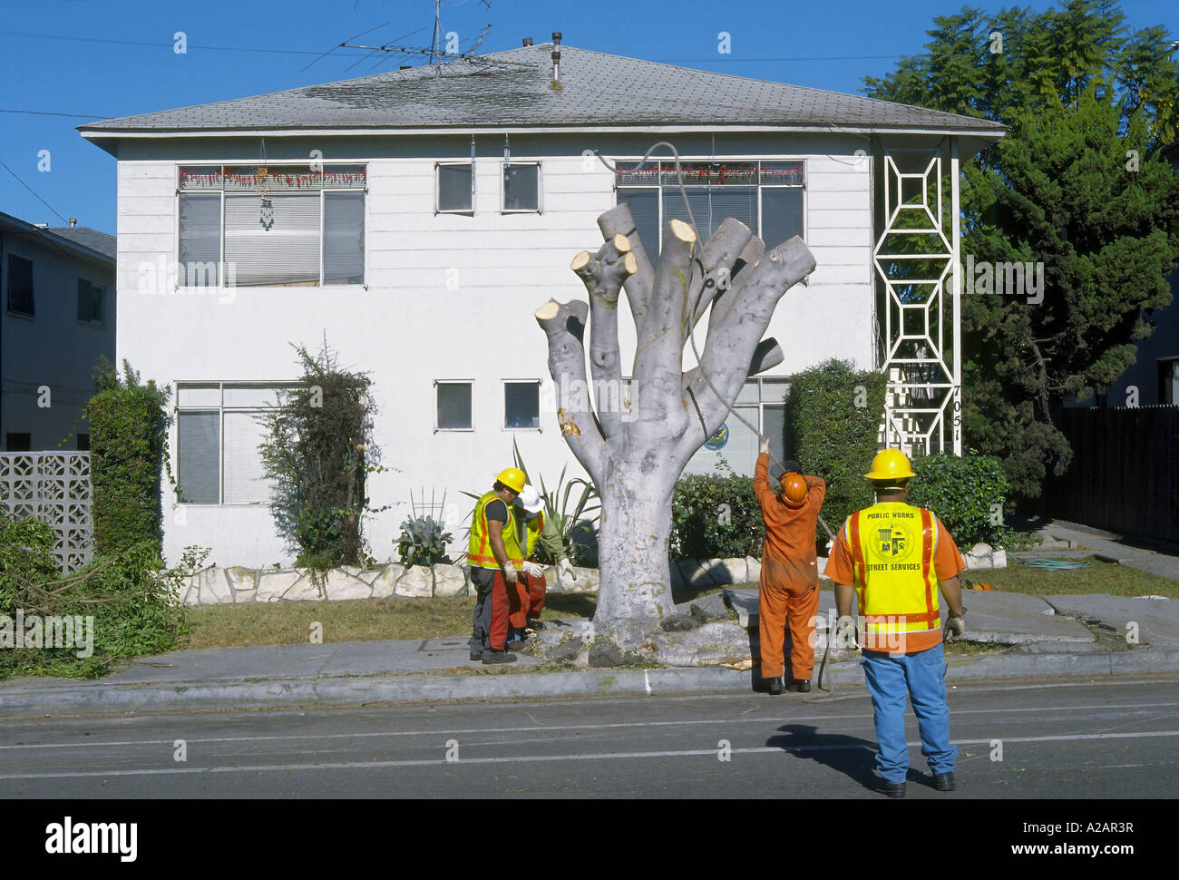 Los Angeles Street Services performing tree removal due to sidewalk ...