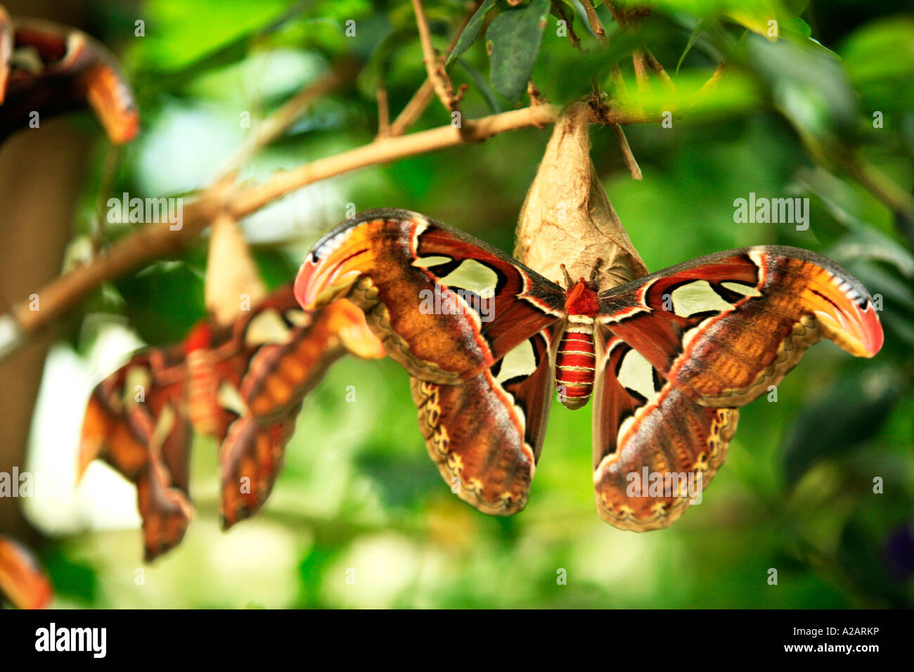 two giant atlas moths hanging in tree Stock Photo - Alamy