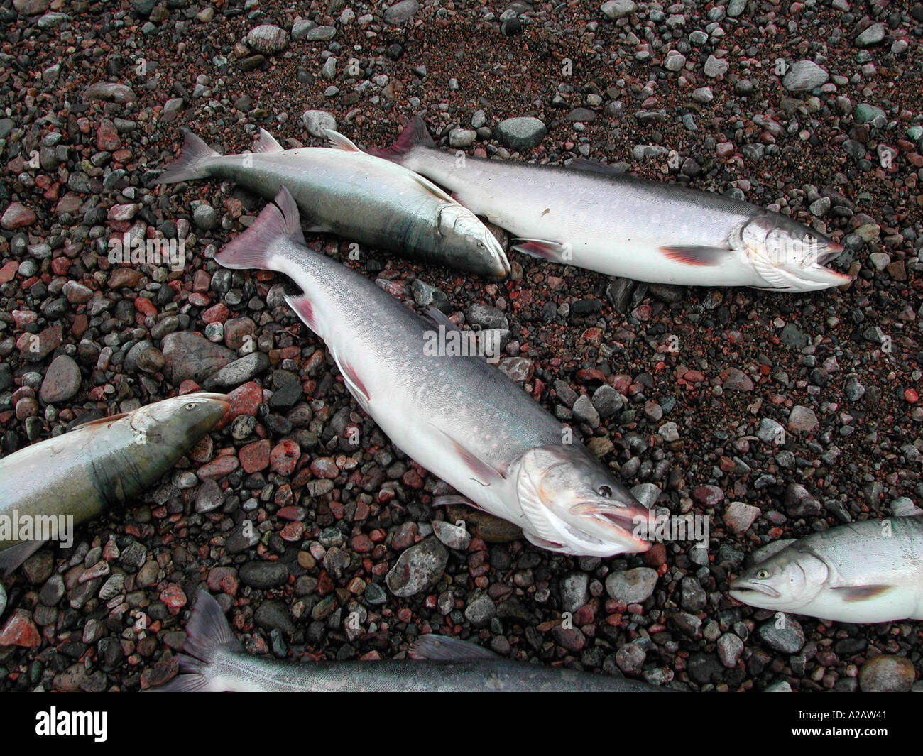 fishing baffin Island Arctic Char caught fish on the shore Stock Photo ...
