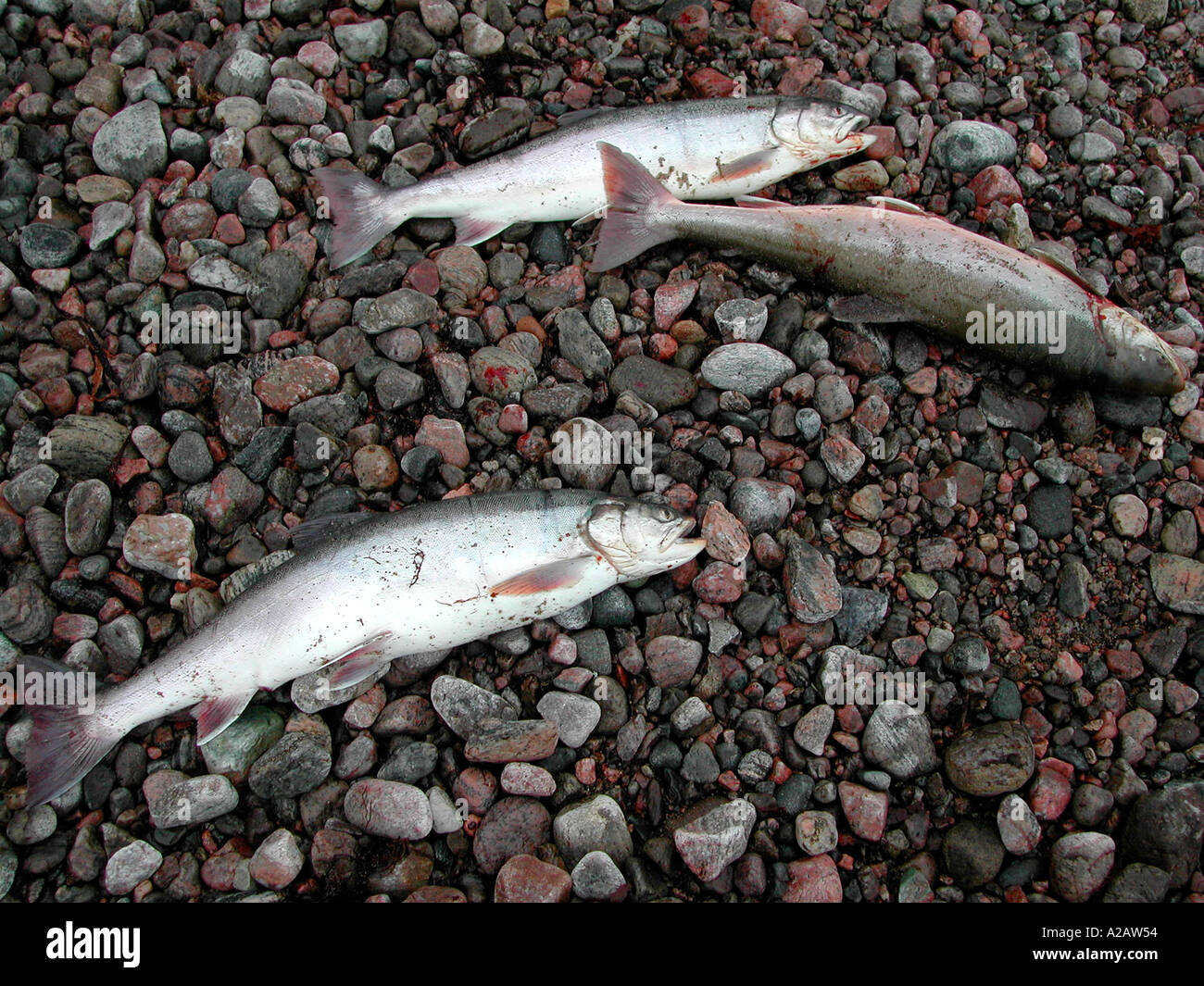 fish on the beach fishing baffin Island Stock Photo - Alamy