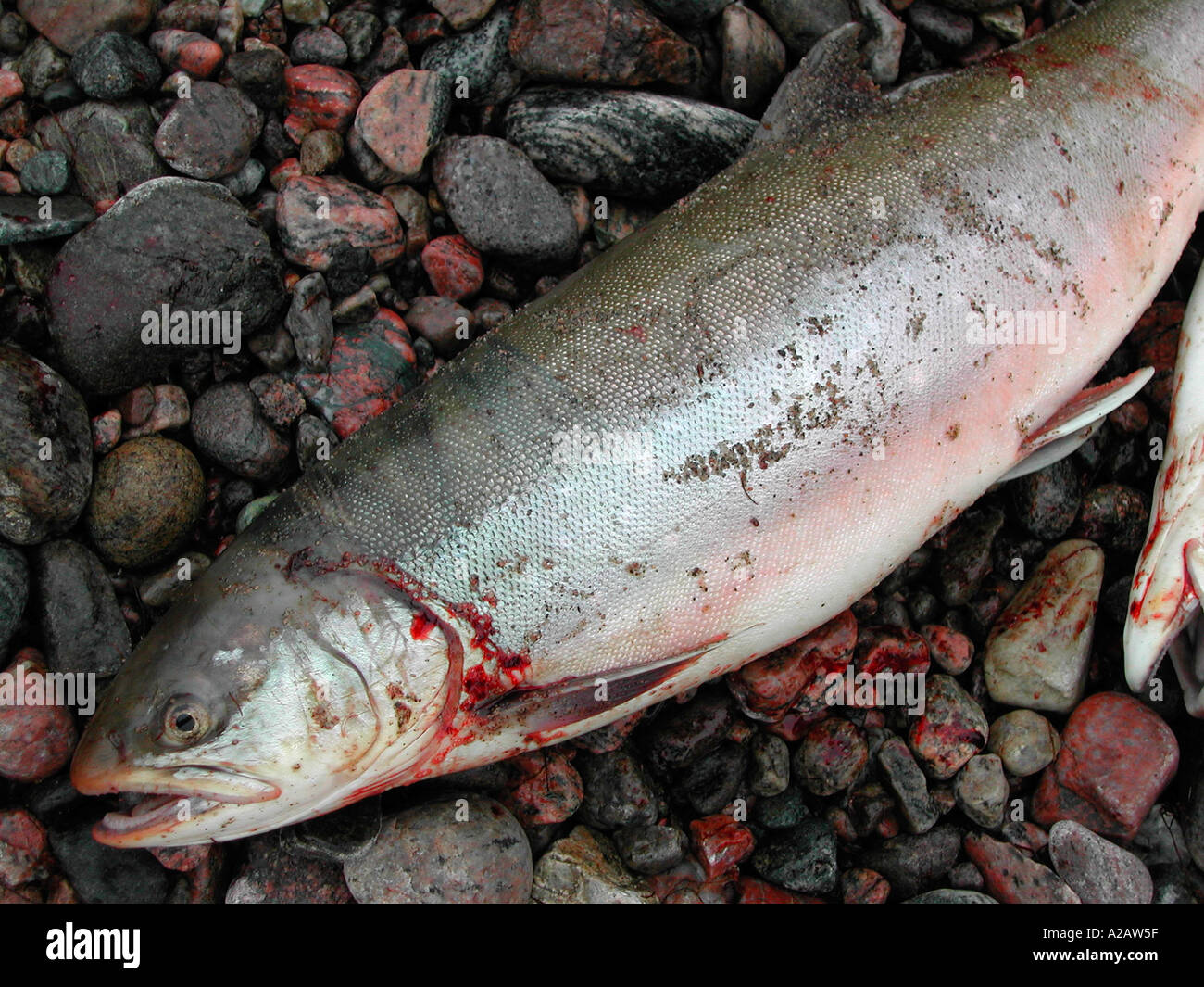 fish on the beach fishing baffin Island Stock Photo - Alamy