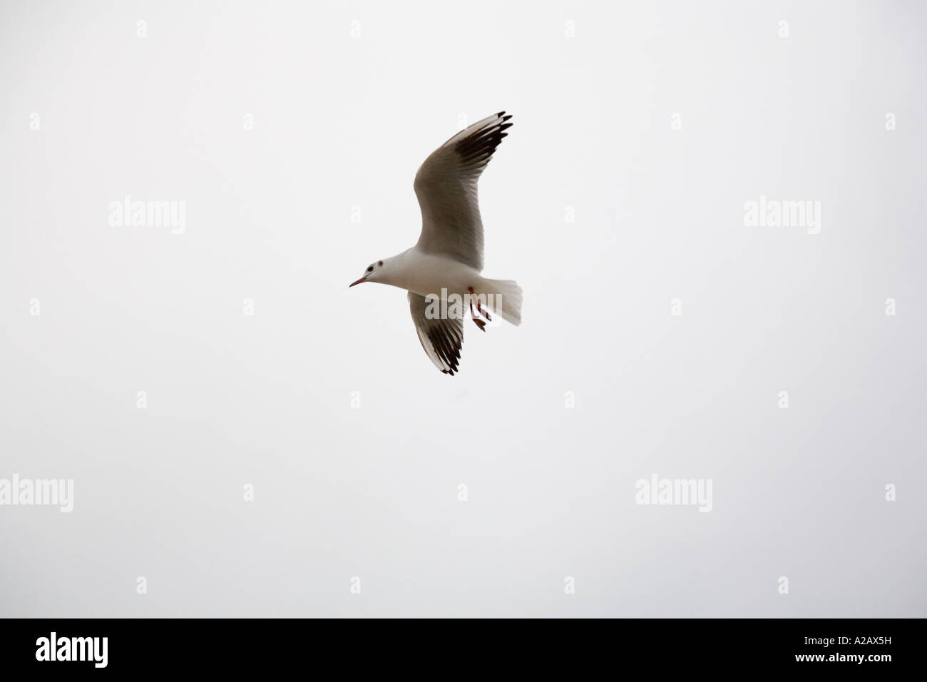 A Common Gull in flight Stock Photo - Alamy