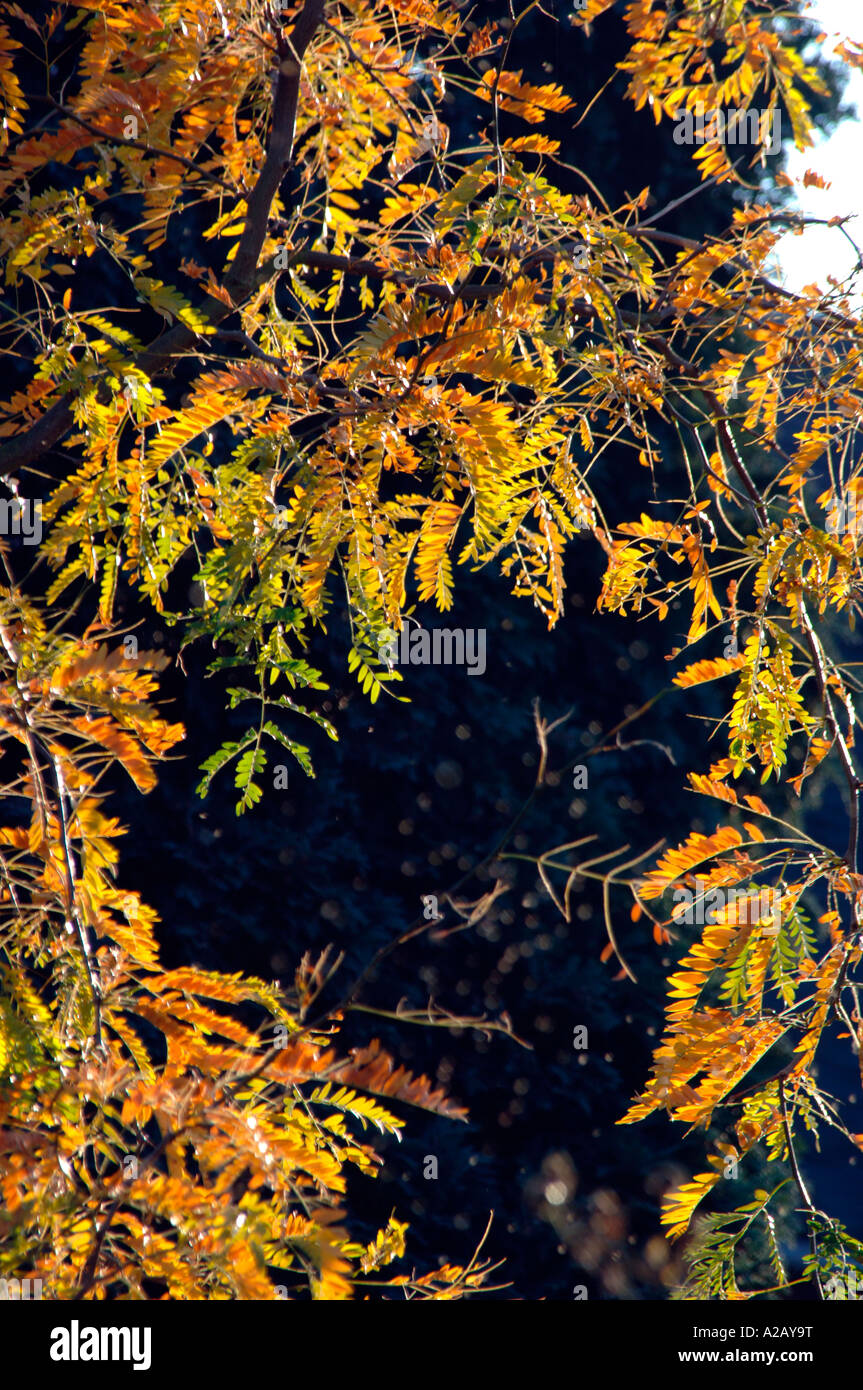 Sumac Tree (Rhus typhina) Producing A Golden Archway Of Leaves Stock ...