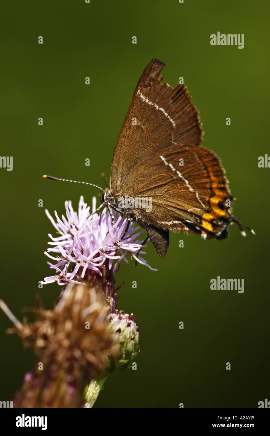 Strymonidia hi-res stock photography and images - Alamy