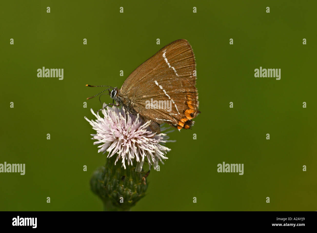 Strymonidia w album hi-res stock photography and images - Alamy