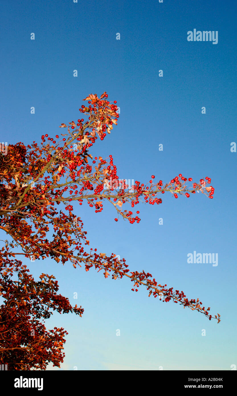 Photograph Of Red Berries On A Hawthorn Tree (Crataegus mongyna)Which ...