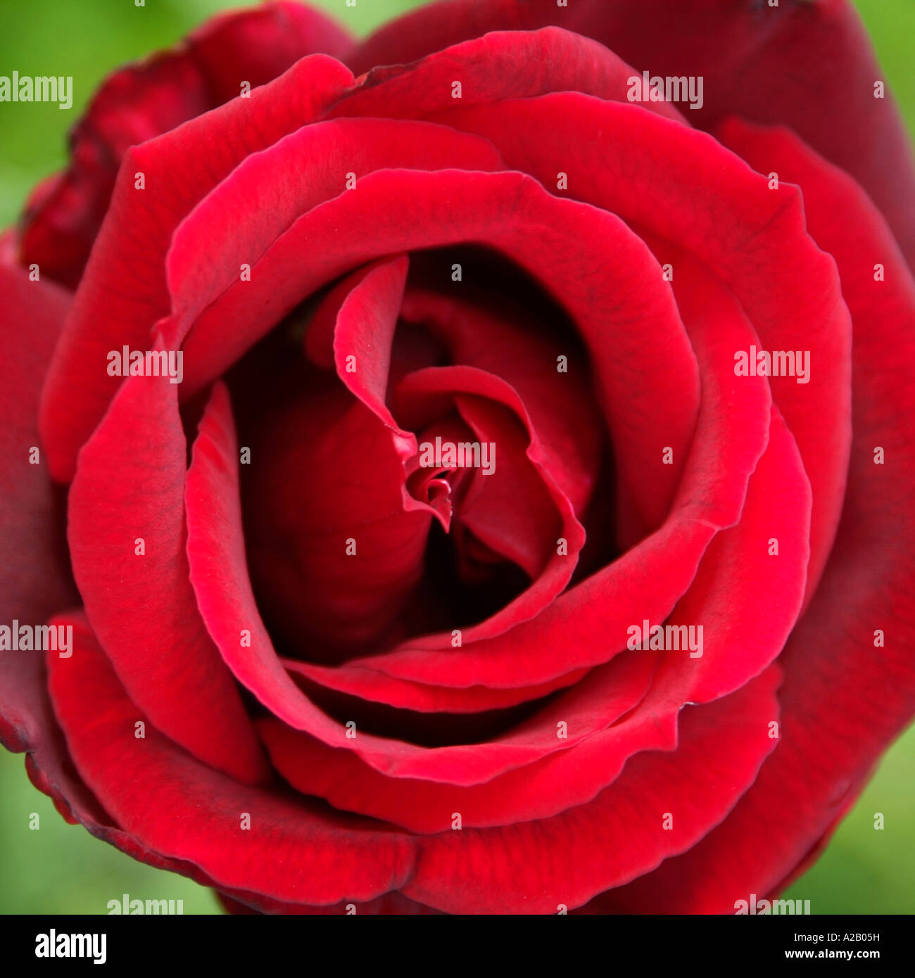 Deep Red Velvet Flower Stock Photos & Deep Red Velvet Flower Stock ...
