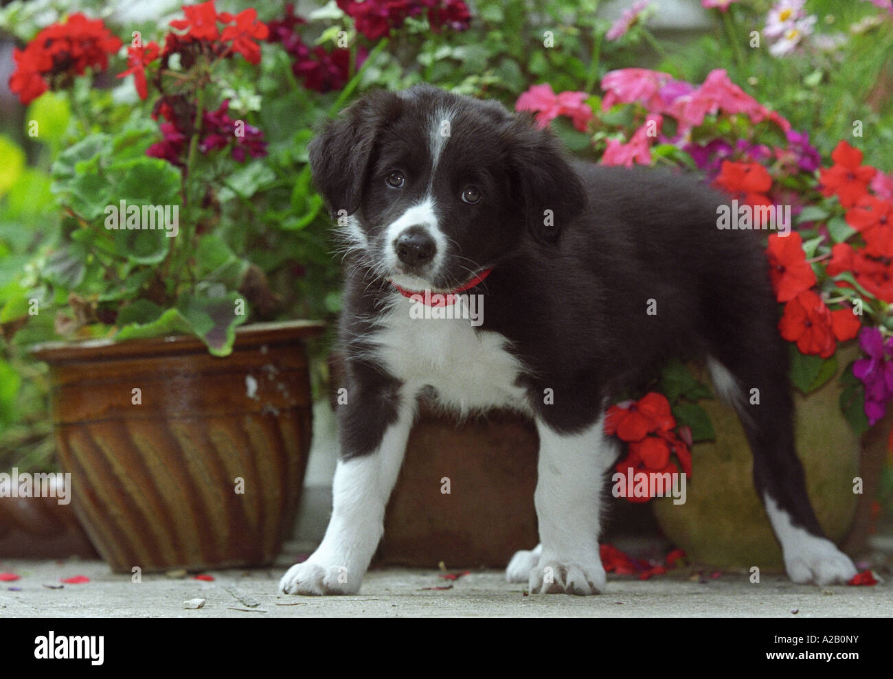 8 week old border collie puppy Stock Photo - Alamy