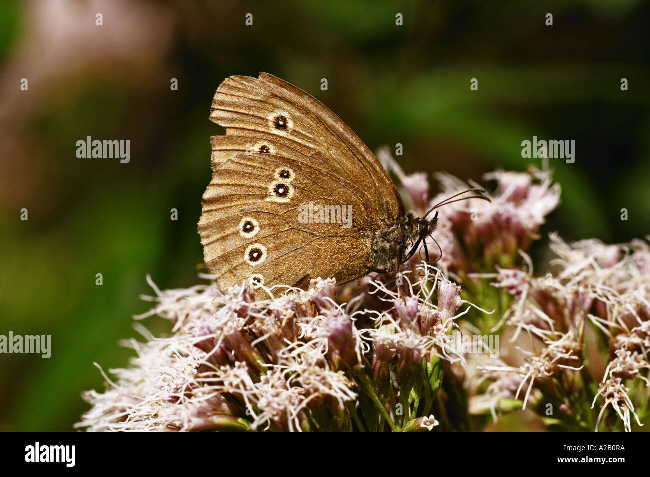 butterfly ringlet 7663 Aphantopus hyperantus Stock Photo - Alamy