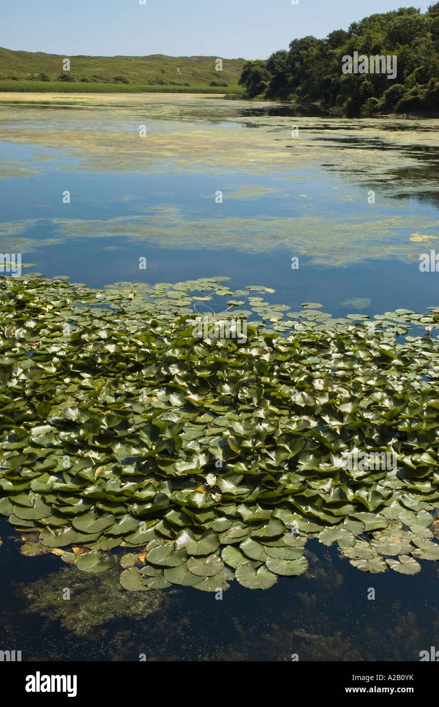 Bosherton Lily Ponds Pembrokeshire Wales Stock Photo - Alamy