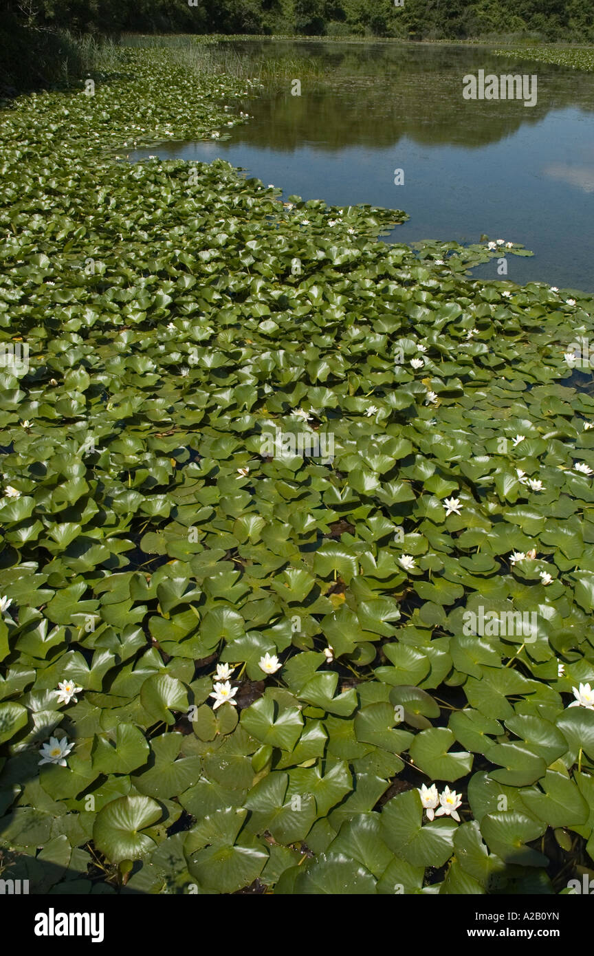 Bosherton Lily Ponds Pembrokeshire Wales Stock Photo - Alamy