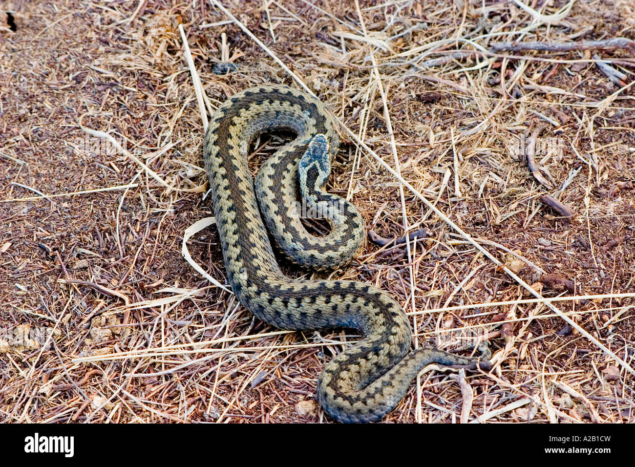 Common death adder hi-res stock photography and images - Alamy