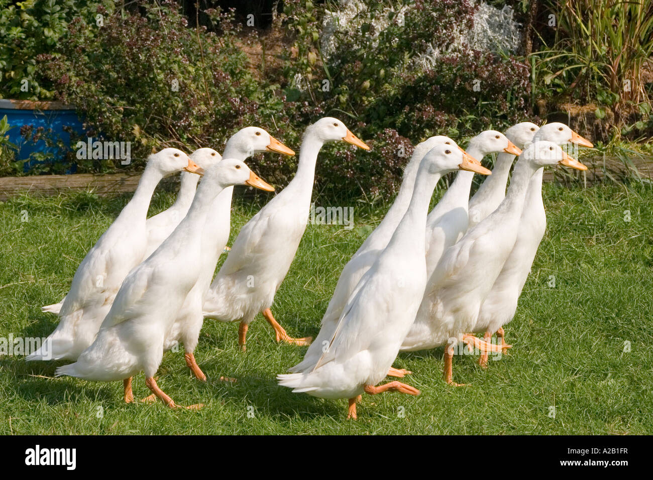 Aylesbury duck hi-res stock photography and images - Alamy