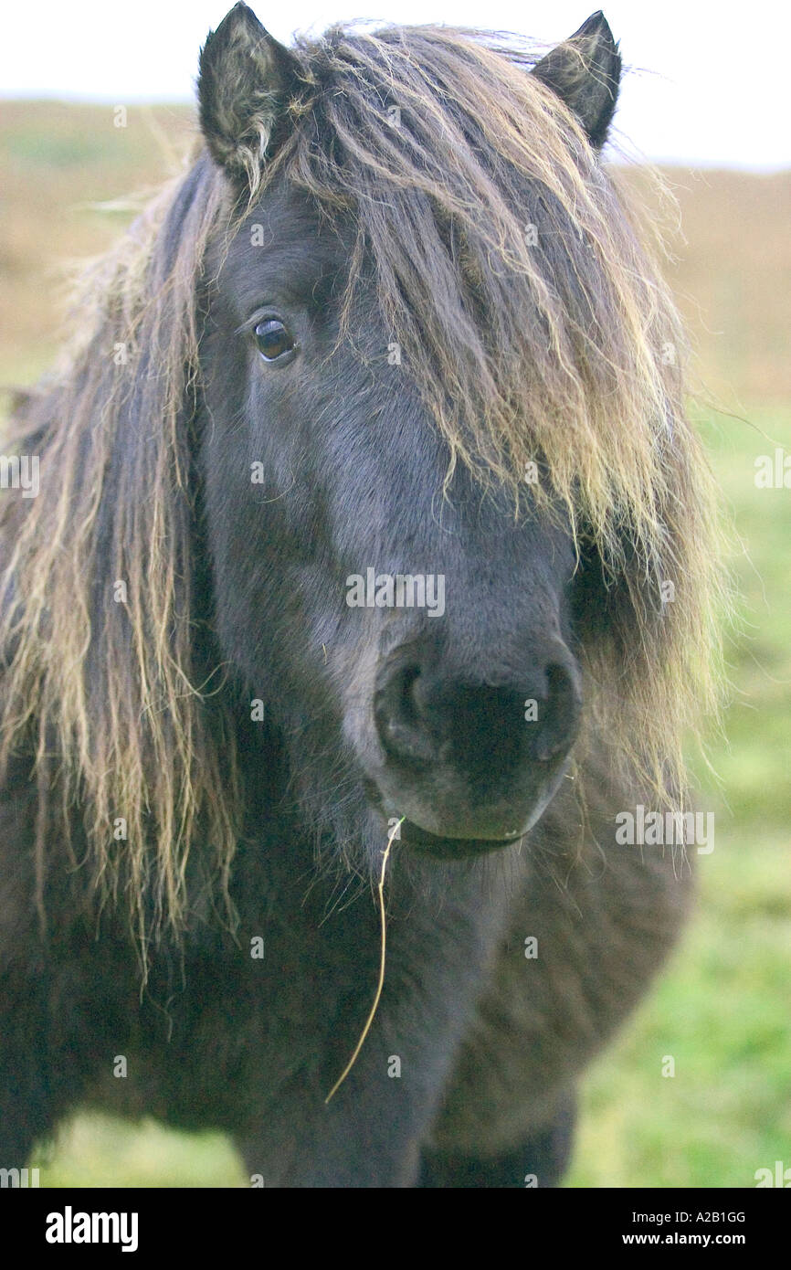 Fell ponies lake district hi-res stock photography and images - Alamy