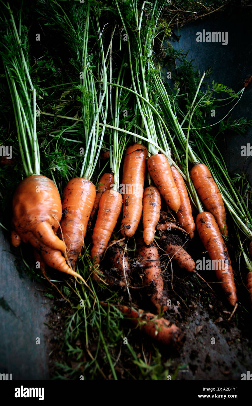 Carrots in a wheelbarrow just afteer being pulled from the ground Stock ...