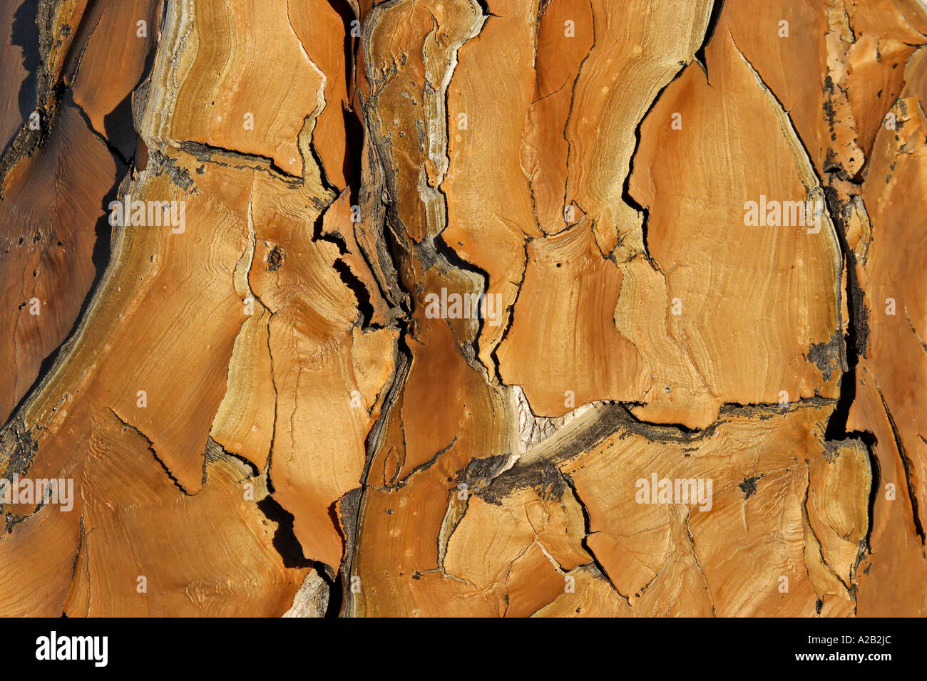 bark of a quiver tree Location Quiver tree forest Garaspark ...