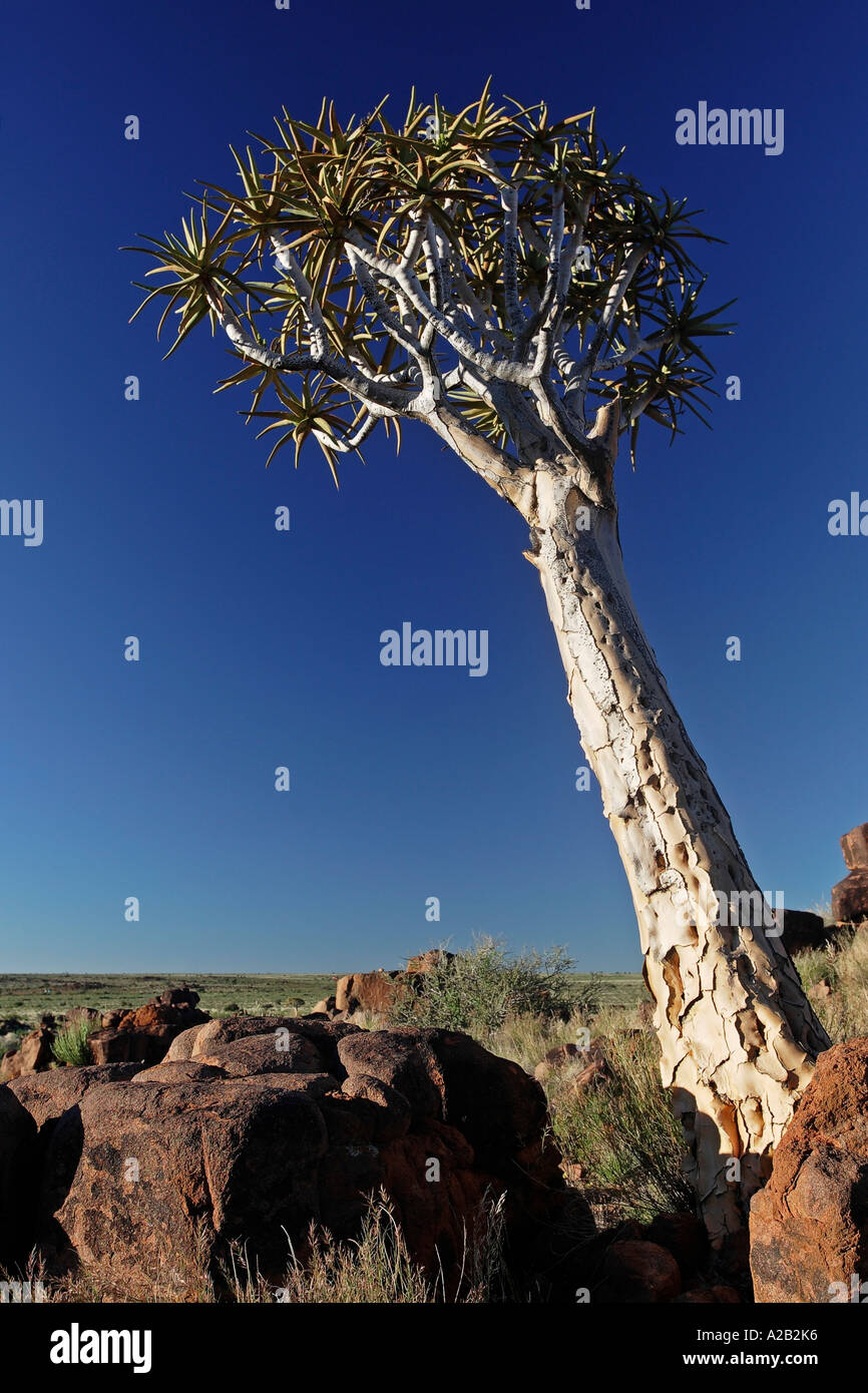 Quiver tree Location Quiver tree forest Garaspark Keetmanshoop Namibia ...