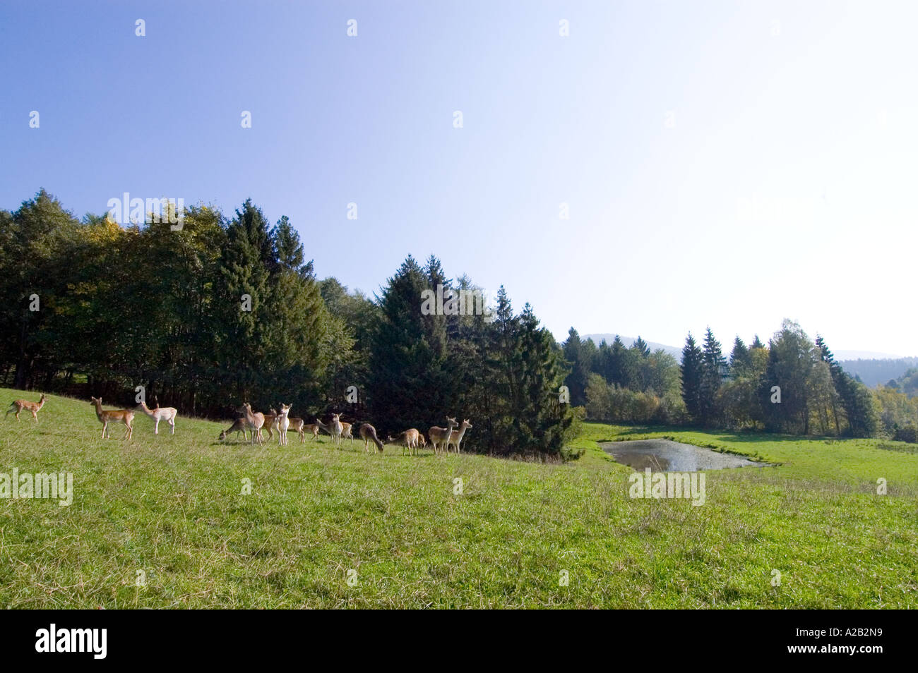 fallow deer DAMA DAMA venison roe deer Stock Photo - Alamy