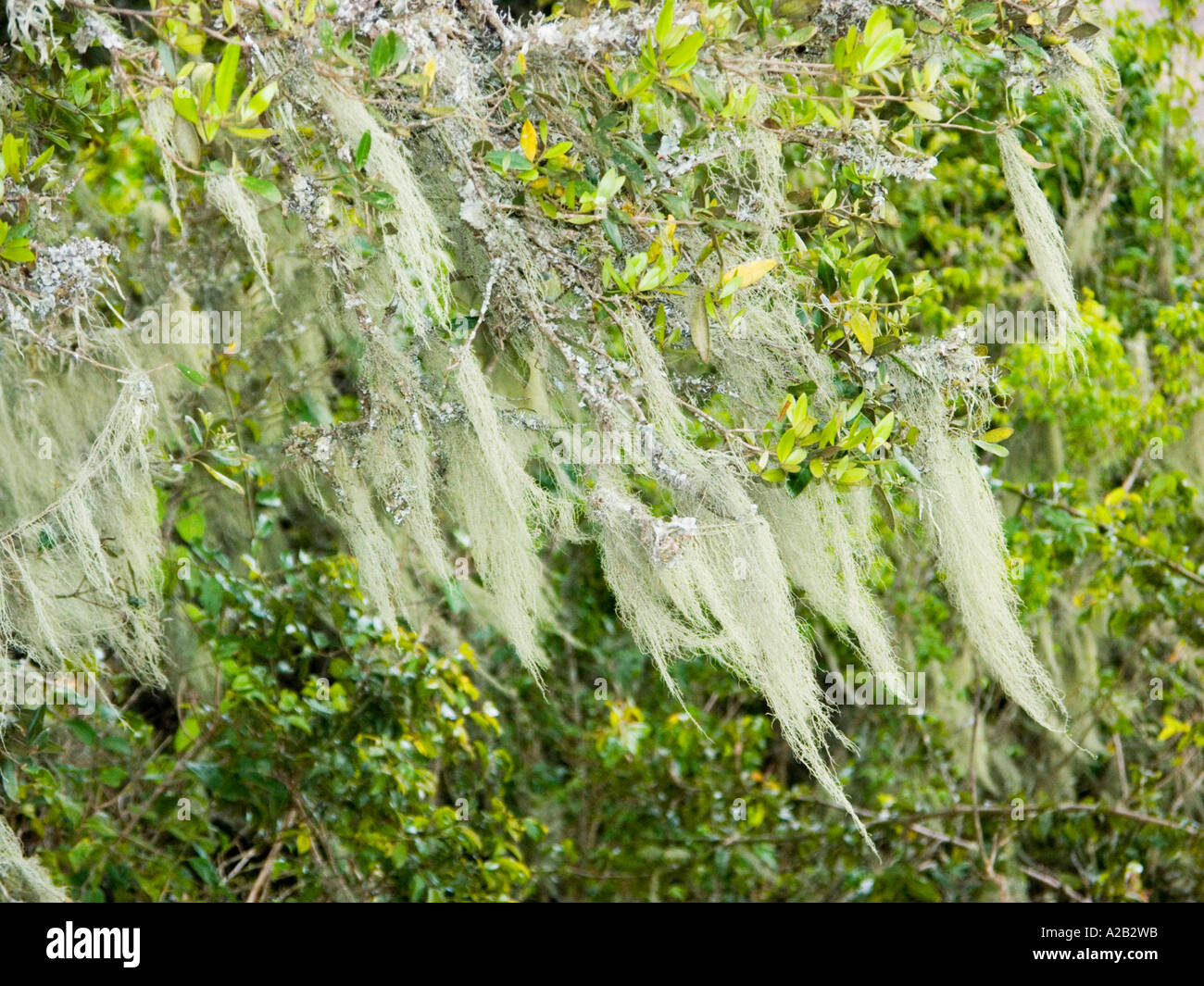 cocoon web like lichen on a tree trunk bark east africa kenya Stock ...