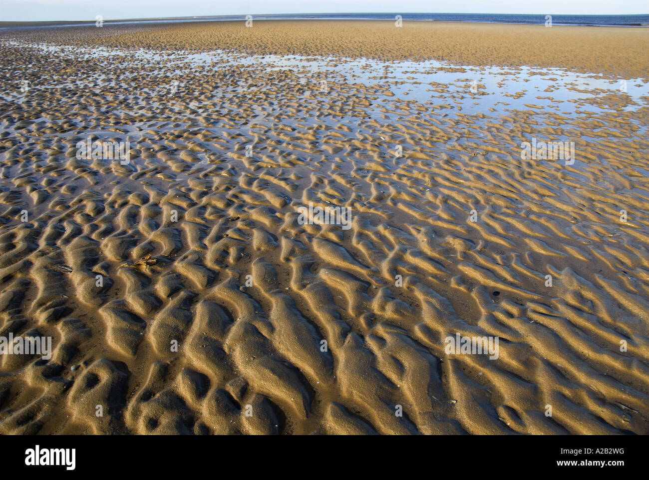 Intertidal sands at low tide showing ripples and sand pattern Norfolk ...