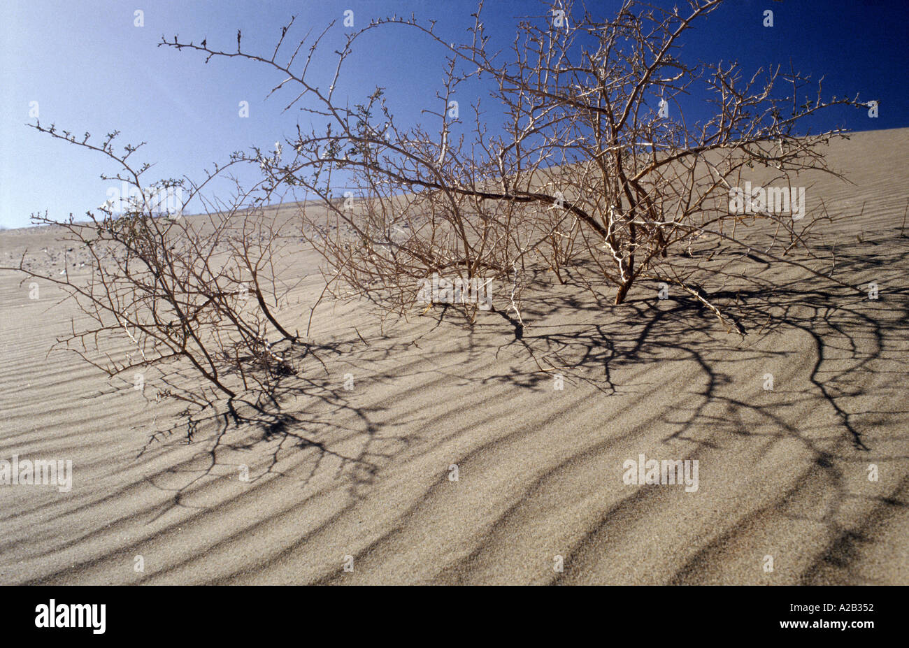 Thorn bushes growing in desert dunes in the Taklamakan Desert near ...