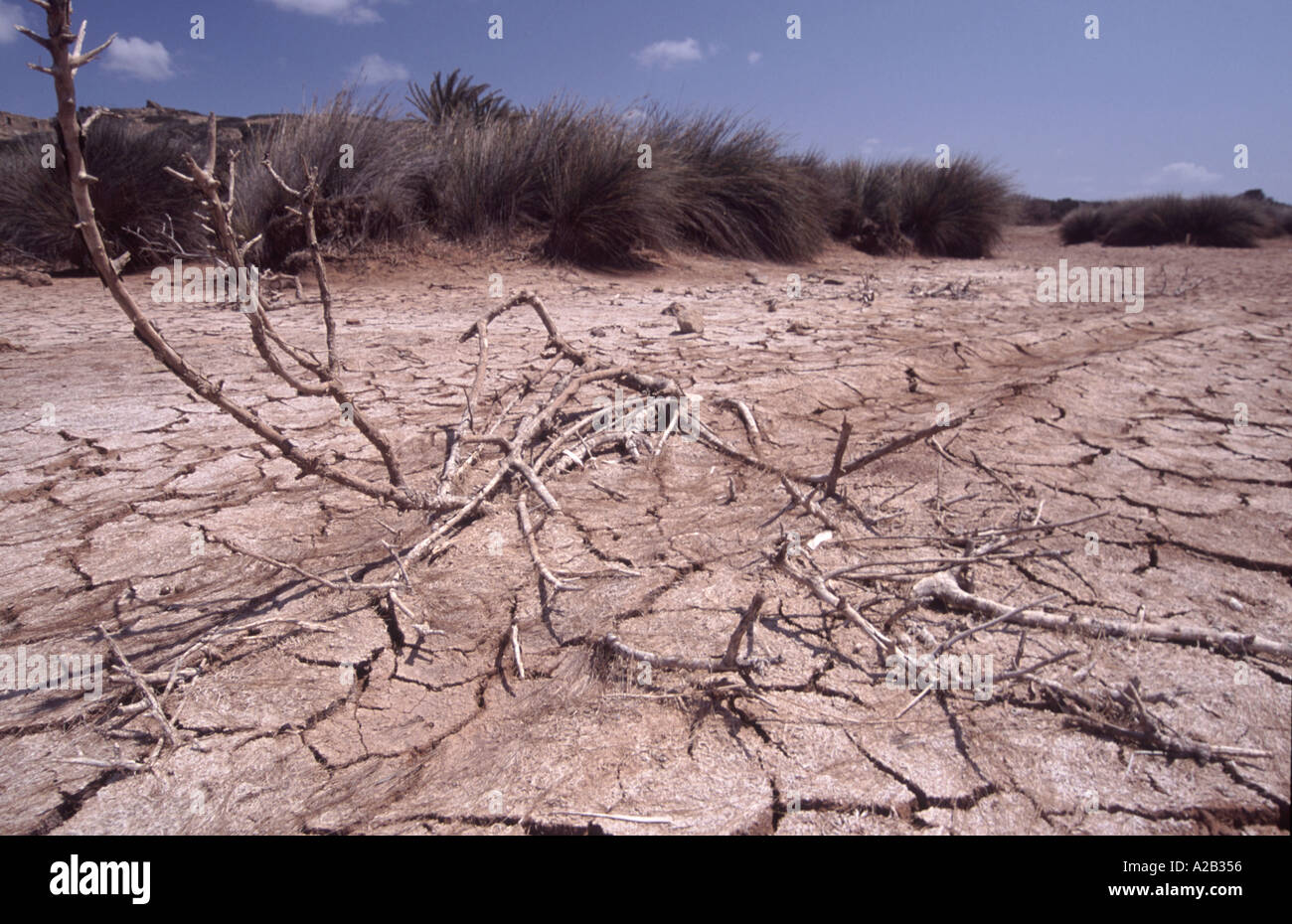 Thorn bushes hi-res stock photography and images - Alamy