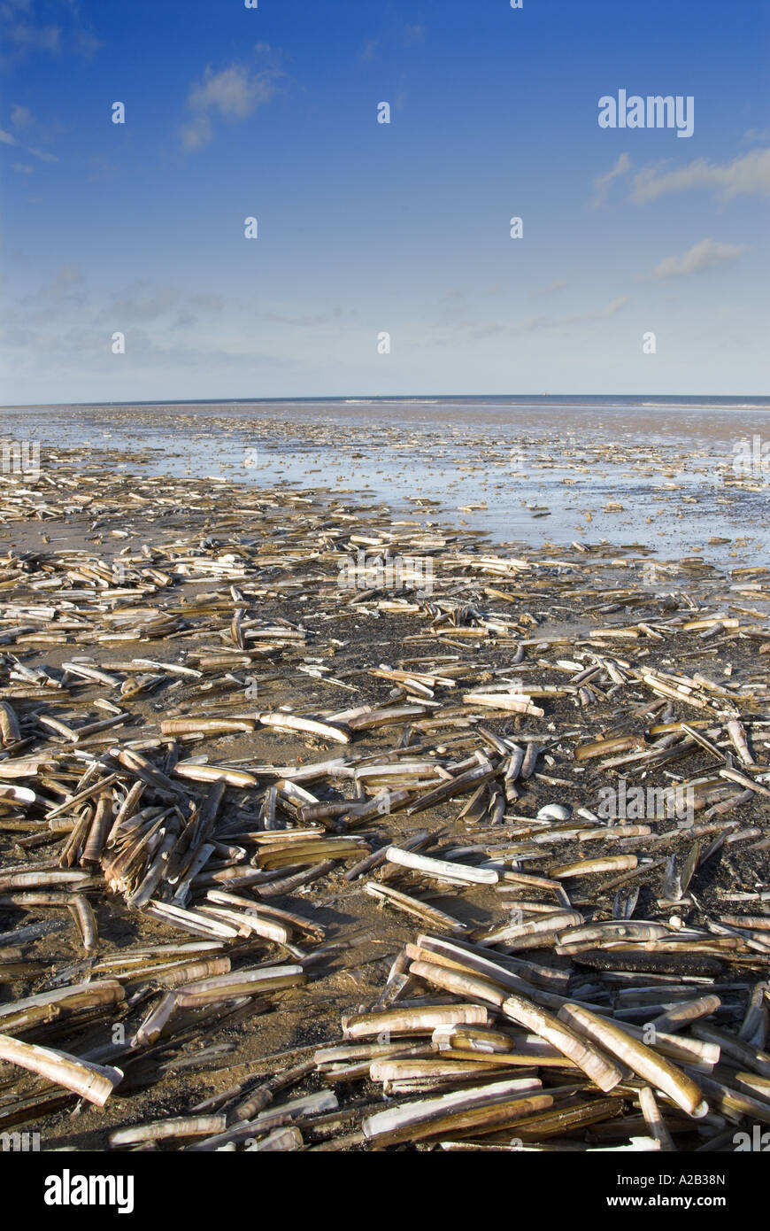Razorshell Pod Razorshell ensis siliqua large amounts washed up on ...