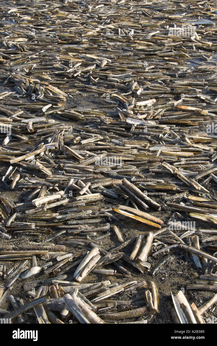 Razorshell Pod Razorshell ensis siliqua large amounts washed up on ...