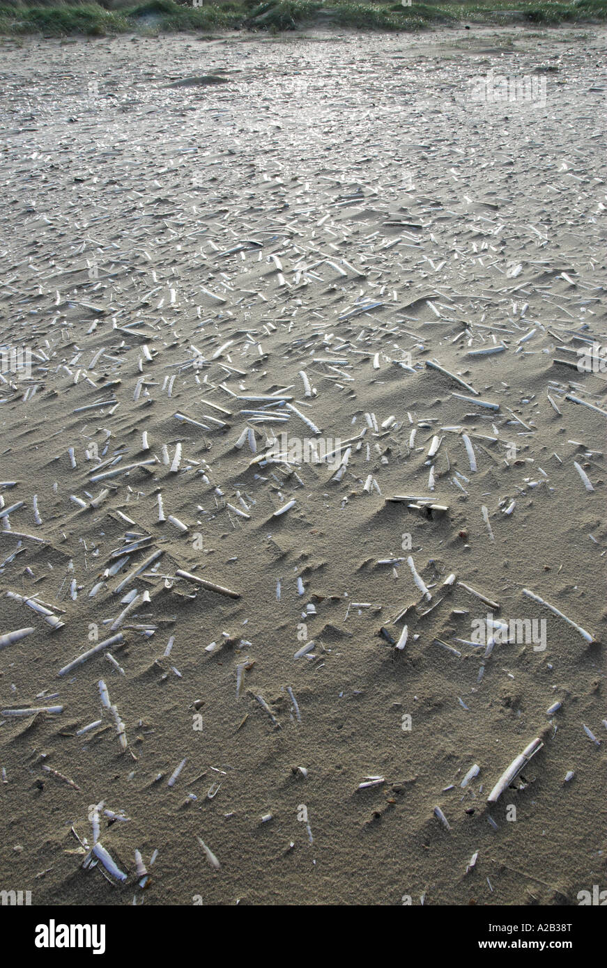 Razorshells Pod Razorshell ensis siliqua North norfolk UK November ...