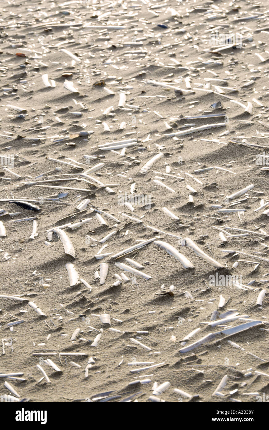 Pod razorshell hi-res stock photography and images - Alamy