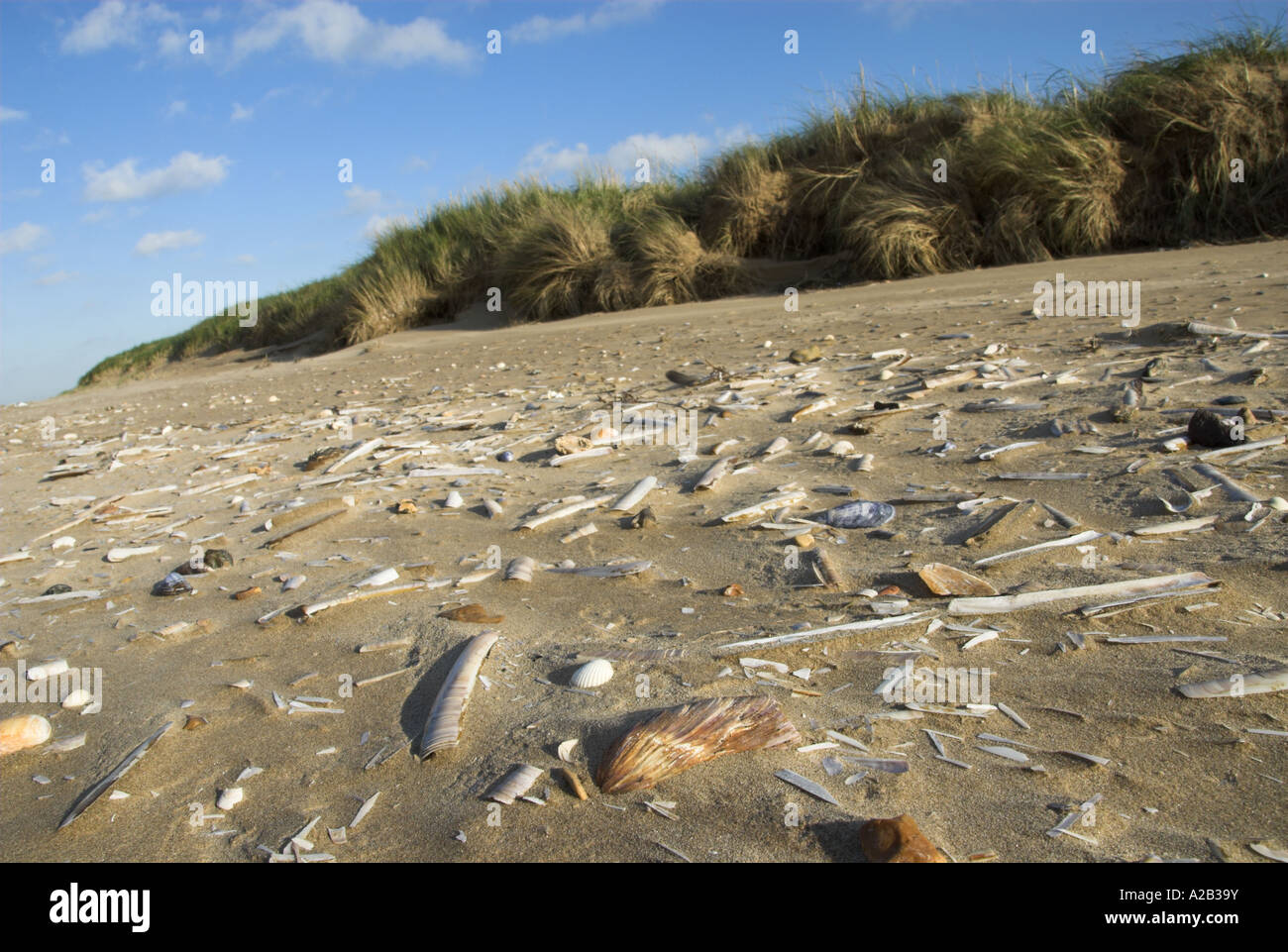 Shells sand and marram dunes North Norfolk November UK Stock Photo - Alamy