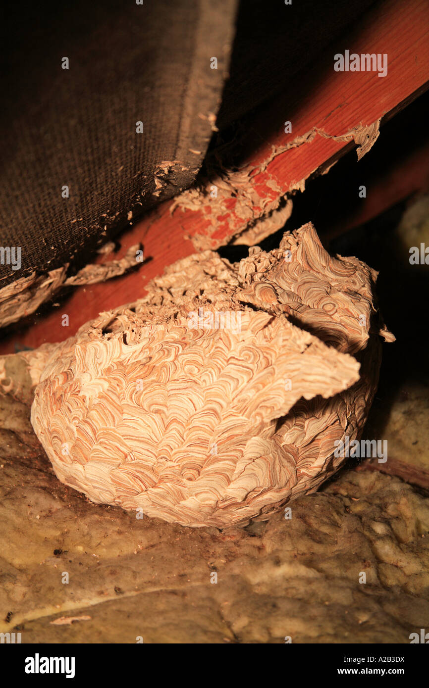 Wasp Nest Loft Attic Home Pest Roof Chewed Wood Texture Brown Shades