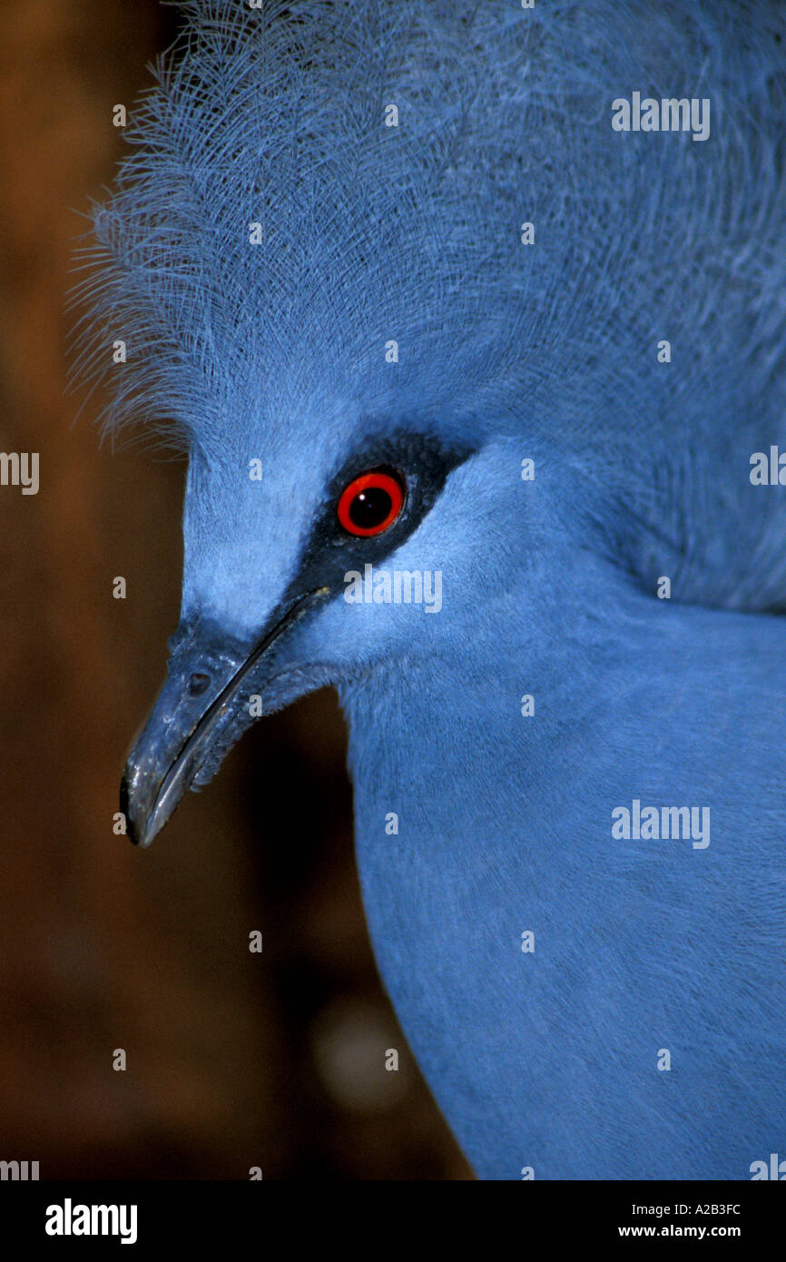 Victoria Crowned Pidgeon from New Guinea Stock Photo - Alamy