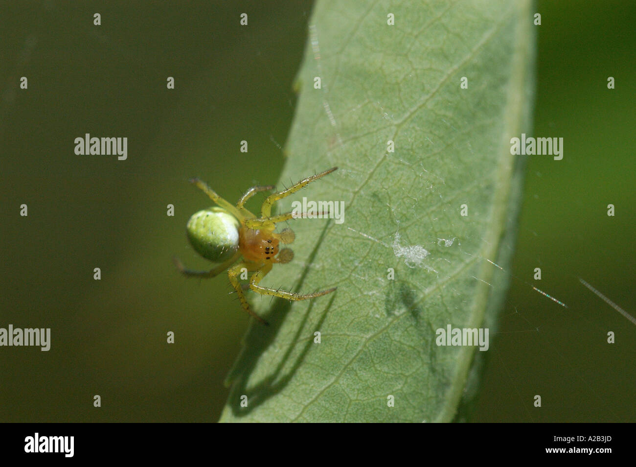 Little spiders hi-res stock photography and images - Alamy