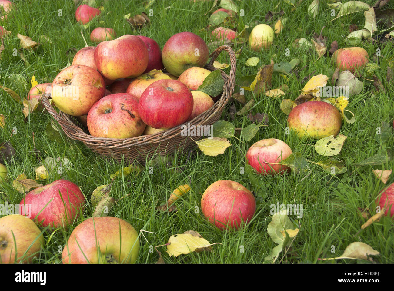 Bramley apple leaf hi-res stock photography and images - Alamy