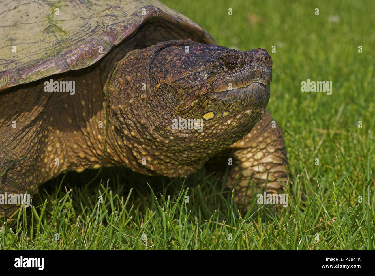 Common Snapping Turtle (Chelydra serpentina), Pennsylvania, USA, May ...