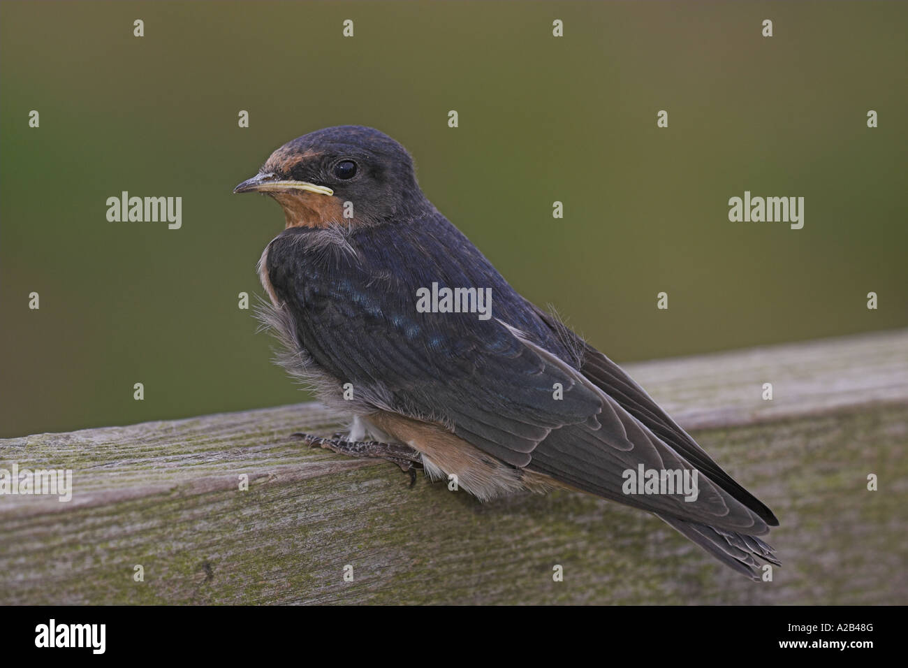 Juvenile Swallow (Hirundo rustica) resting on gate, Scilly, England, UK ...