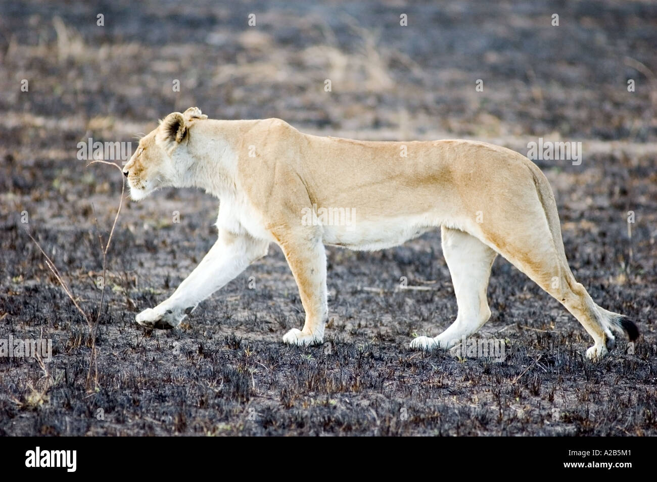 Lady Lioness High Resolution Stock Photography and Images - Alamy