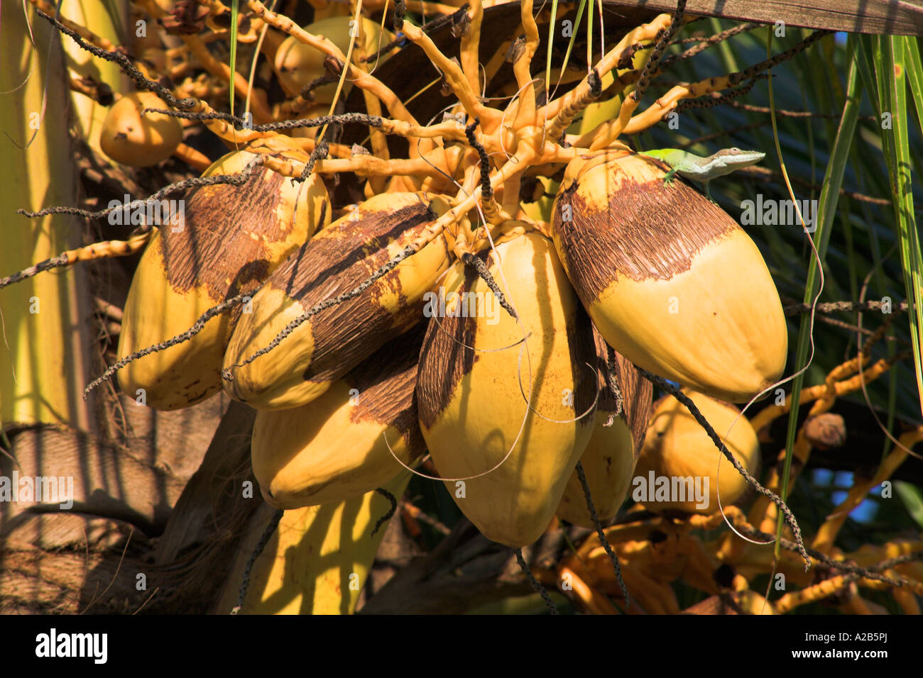 Coconuts growing on a palm tree, Guardalavaca, Holguin Province, Cuba ...