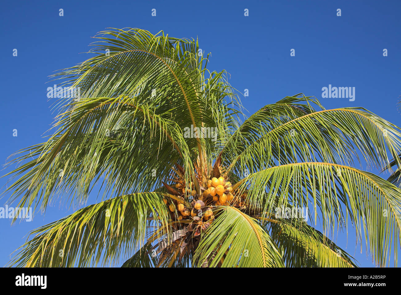 Coconuts wind hi-res stock photography and images - Alamy