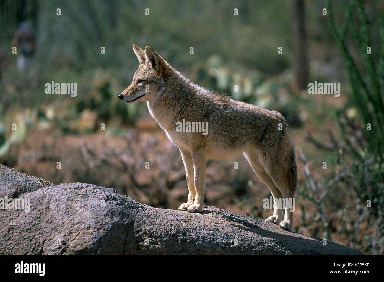 Arizona coyote animal hi-res stock photography and images - Alamy