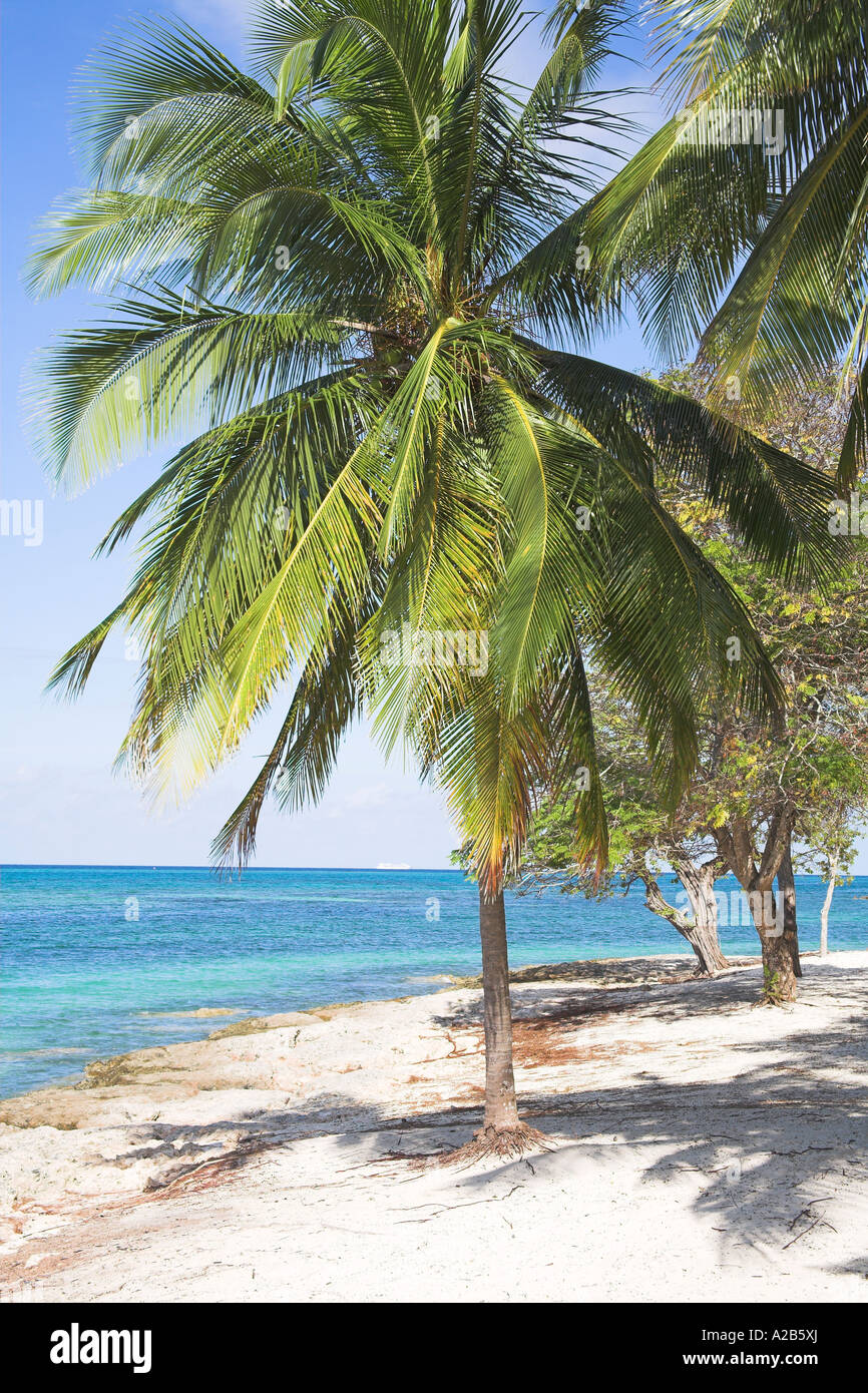 Palm tree growing on a beach, Guardalavaca, Holguin Province, Cuba ...